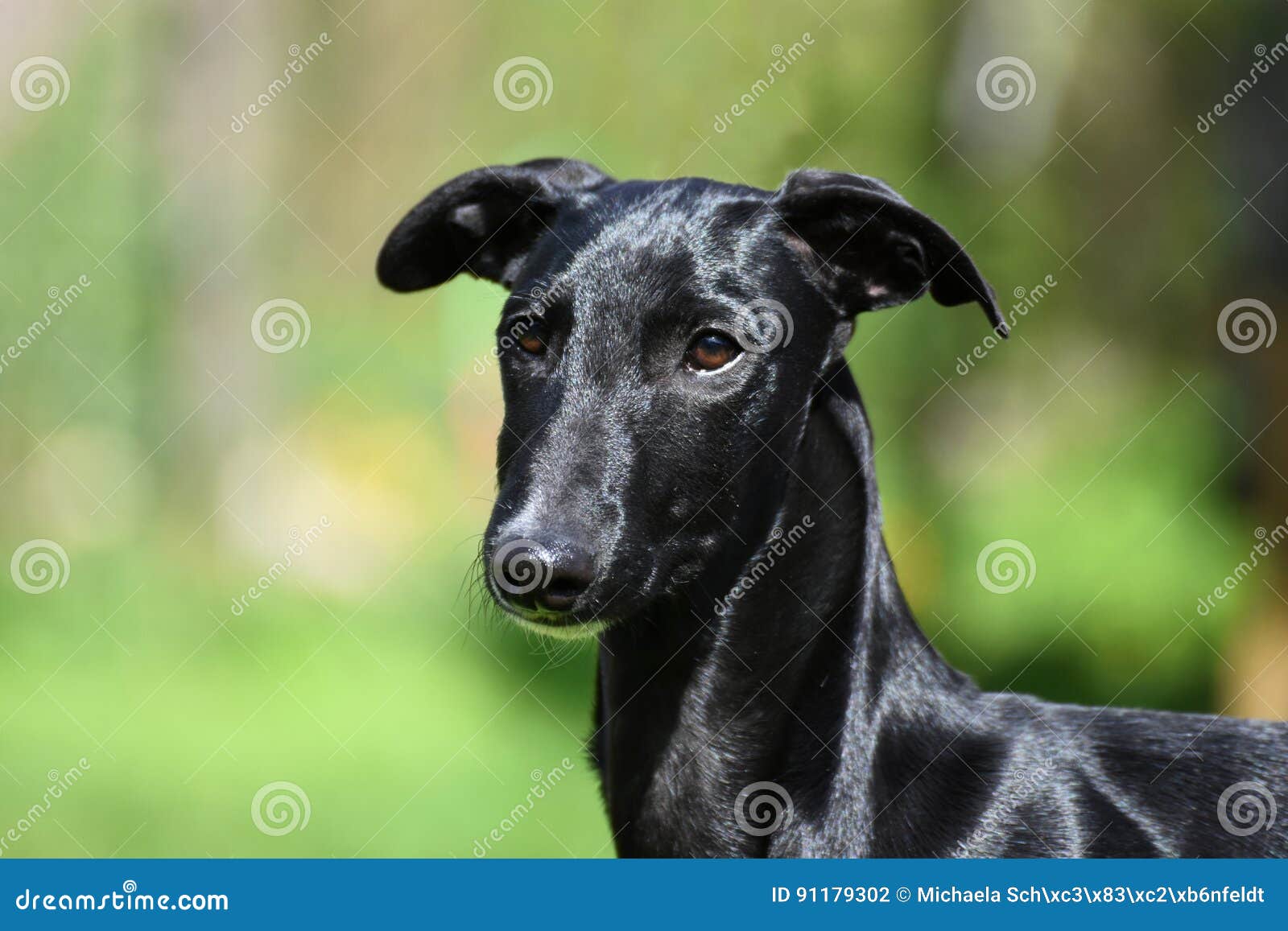 Perrito Negro De Galgo Espanol Foto de archivo - Imagen de noble, lindo ...