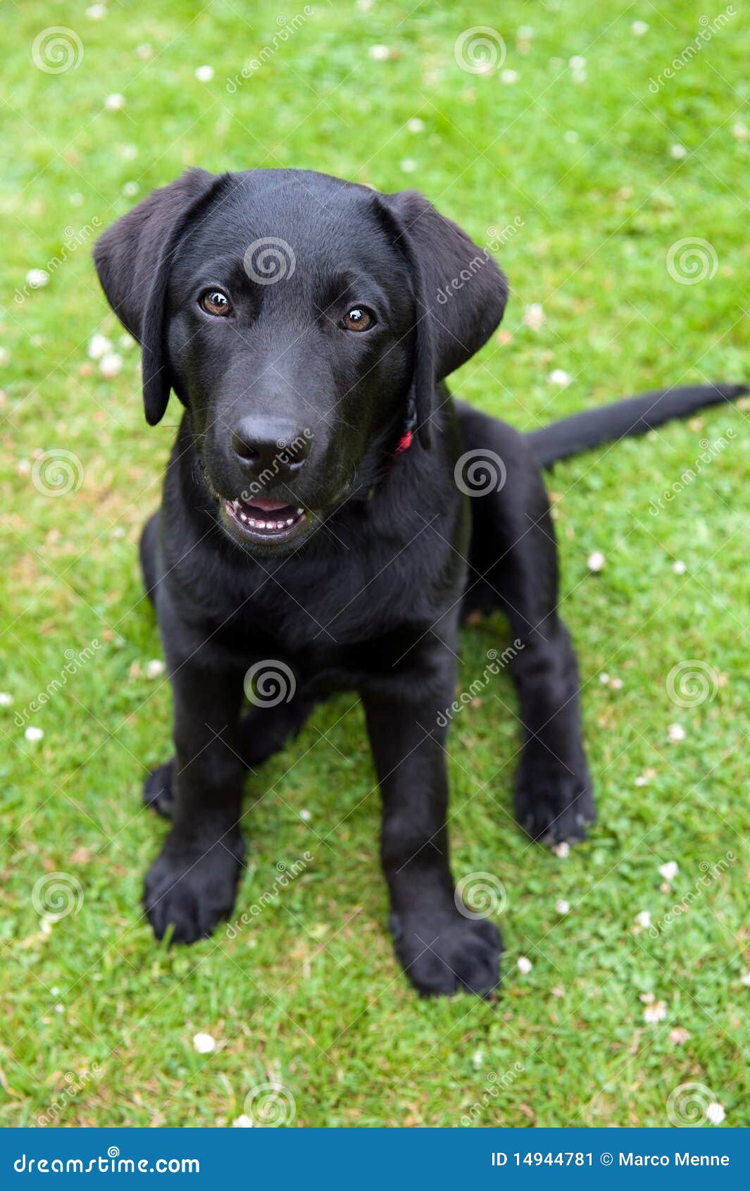 Perrito Negro Del Perro Perdiguero Imagen de archivo - Imagen de perro ...