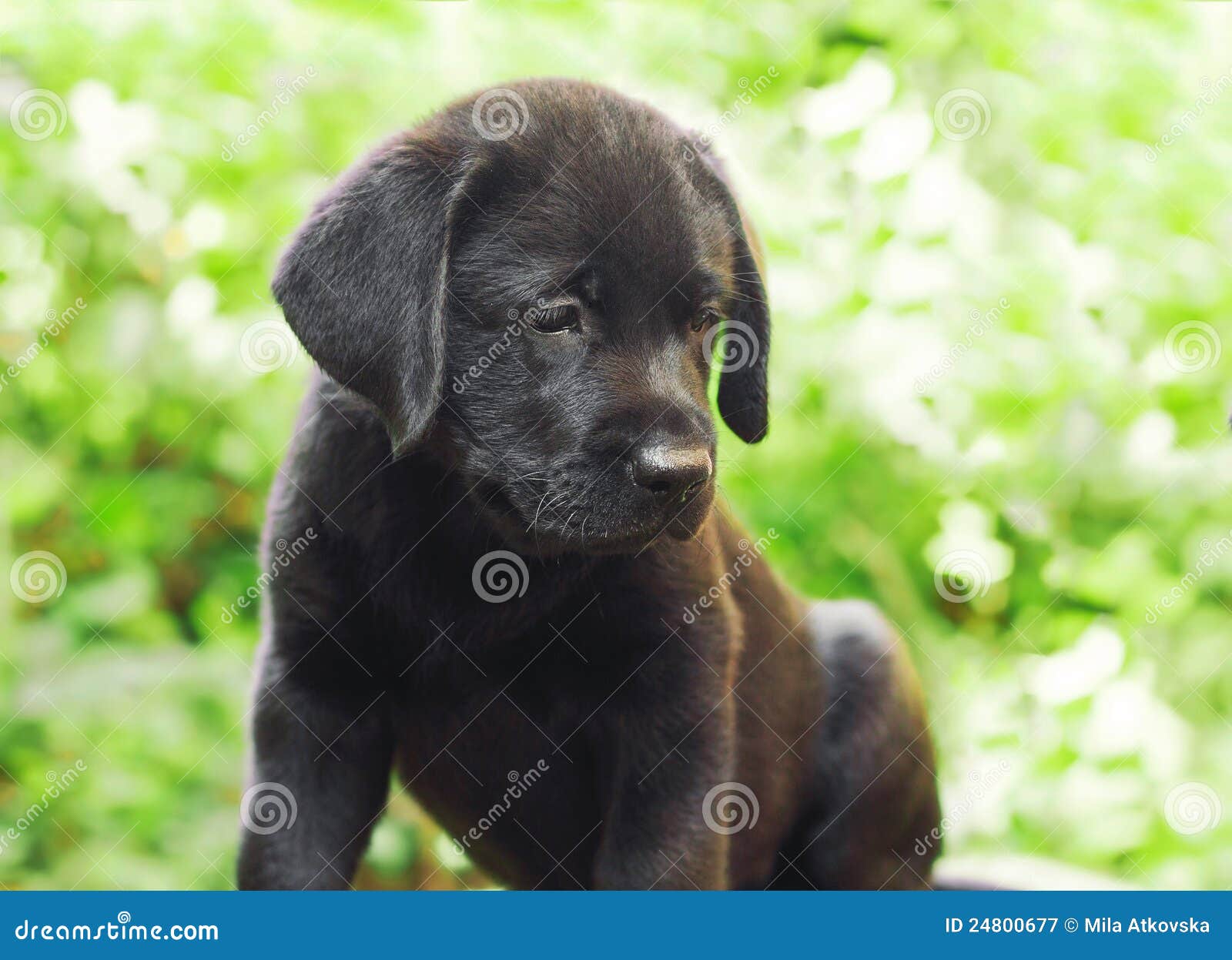 Perrito Negro Del Perro Perdiguero De Labrador En La Yarda Imagen de ...