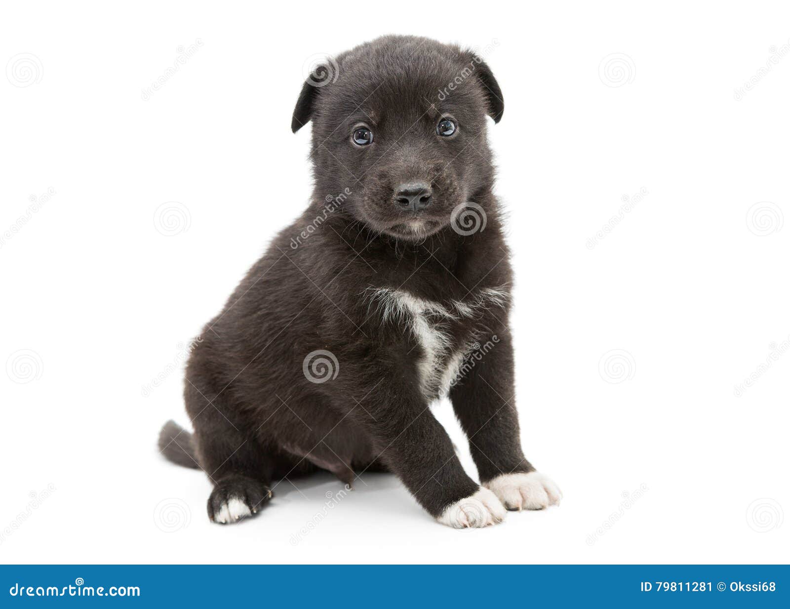 Perrito negro serio imagen de archivo. Imagen de curiosidad - 79811281