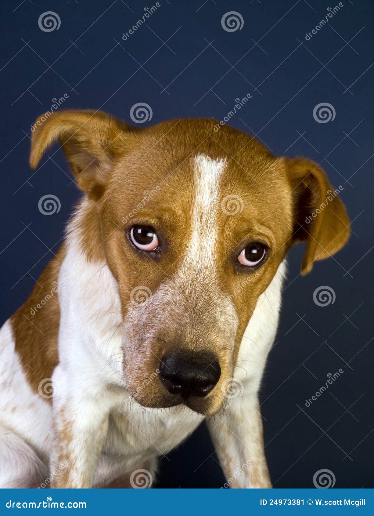 Perrito Principal Rojo Lindo. Imagen de archivo - Imagen de rojo ...