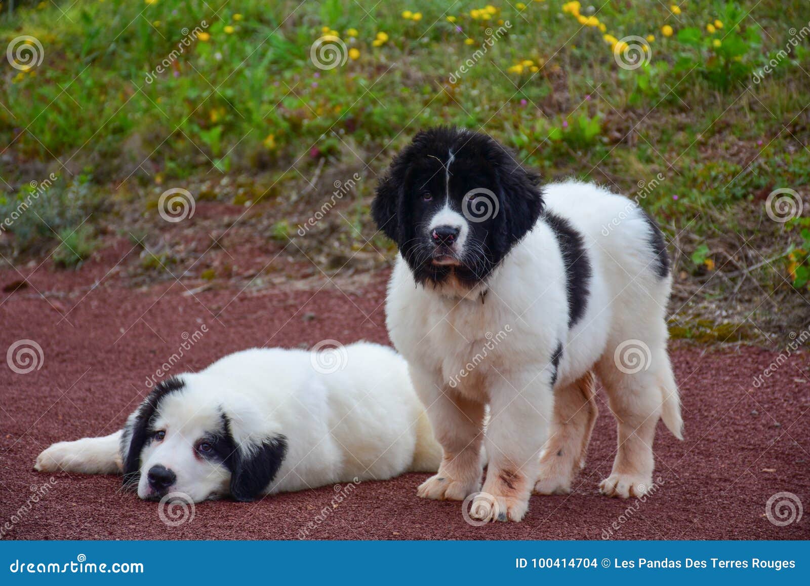 Perrito Puro De La Raza Del Perro De Landseer Foto de archivo - Imagen ...