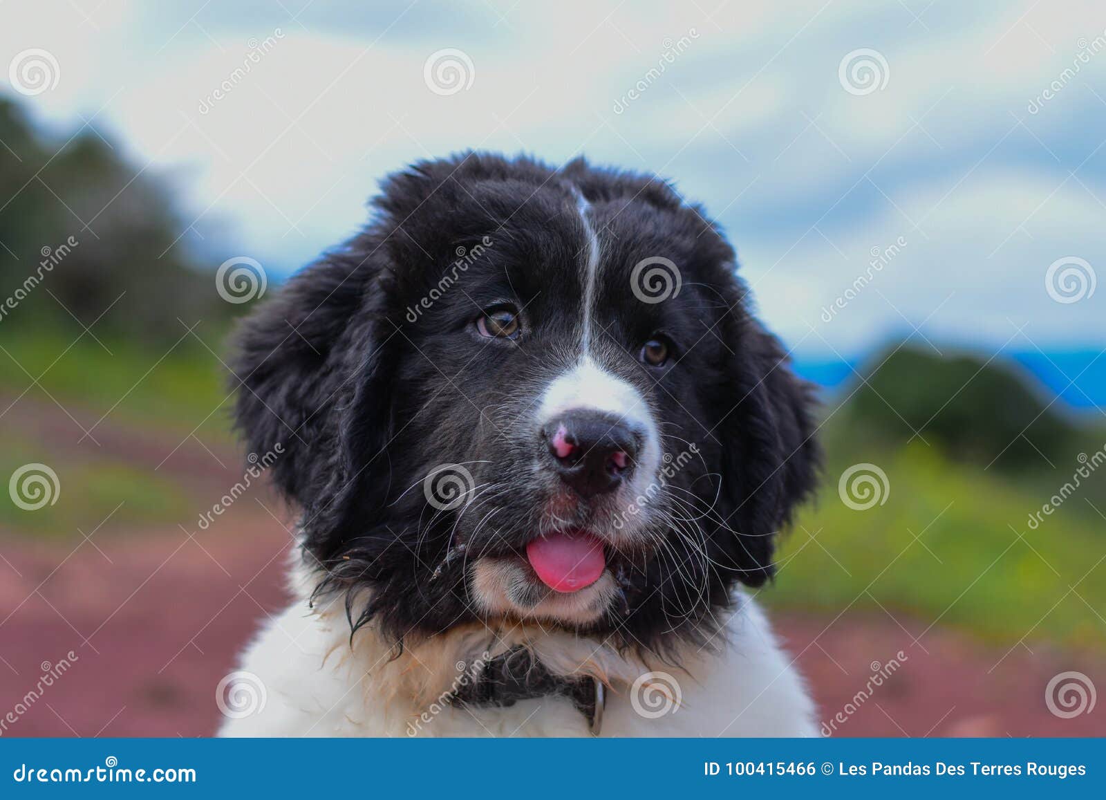 Perrito Puro De La Raza Del Perro De Landseer Foto de archivo - Imagen ...