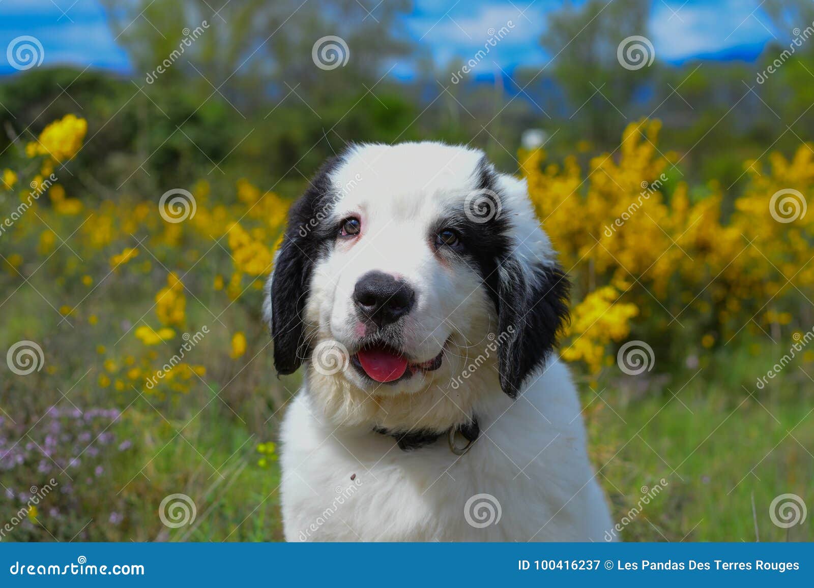 Perrito Puro De La Raza Del Perro De Landseer Imagen de archivo ...