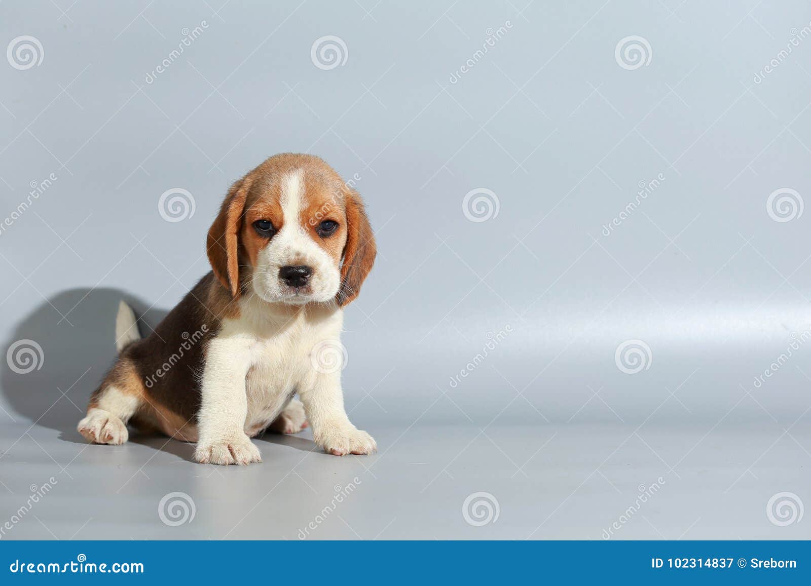 Perrito Puro Del Beagle De La Raza De 1 Mes Imagen de archivo - Imagen ...