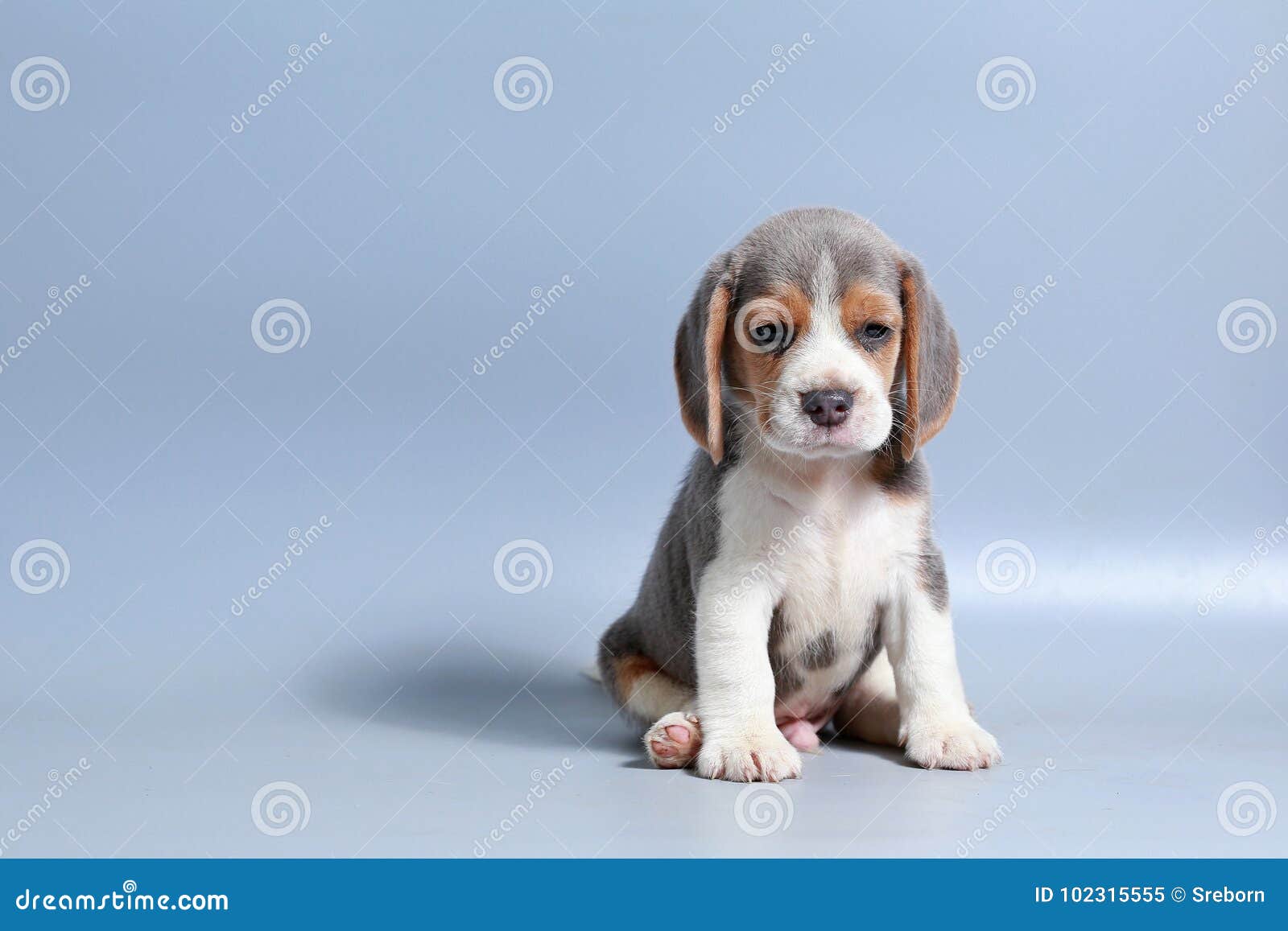 Perrito Puro Del Beagle De La Raza De 1 Mes Imagen de archivo - Imagen ...