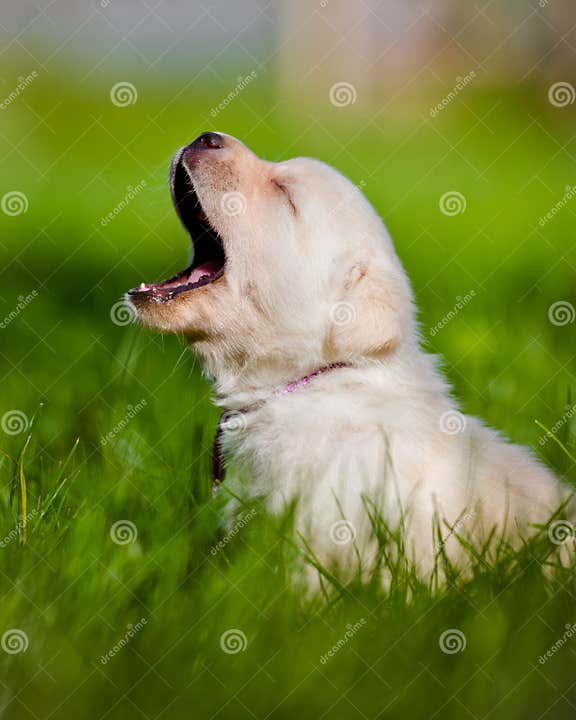 Perrito que grita imagen de archivo. Imagen de divertido - 44774539