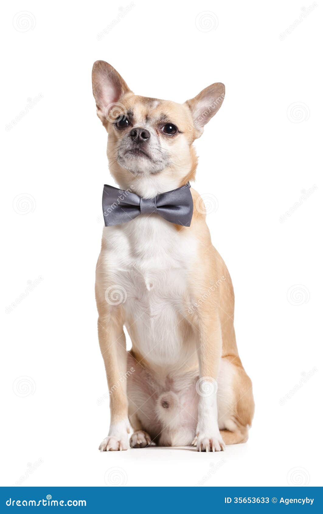 Perrito Que Se Sienta Con La Corbata De Lazo Imagen de archivo - Imagen ...