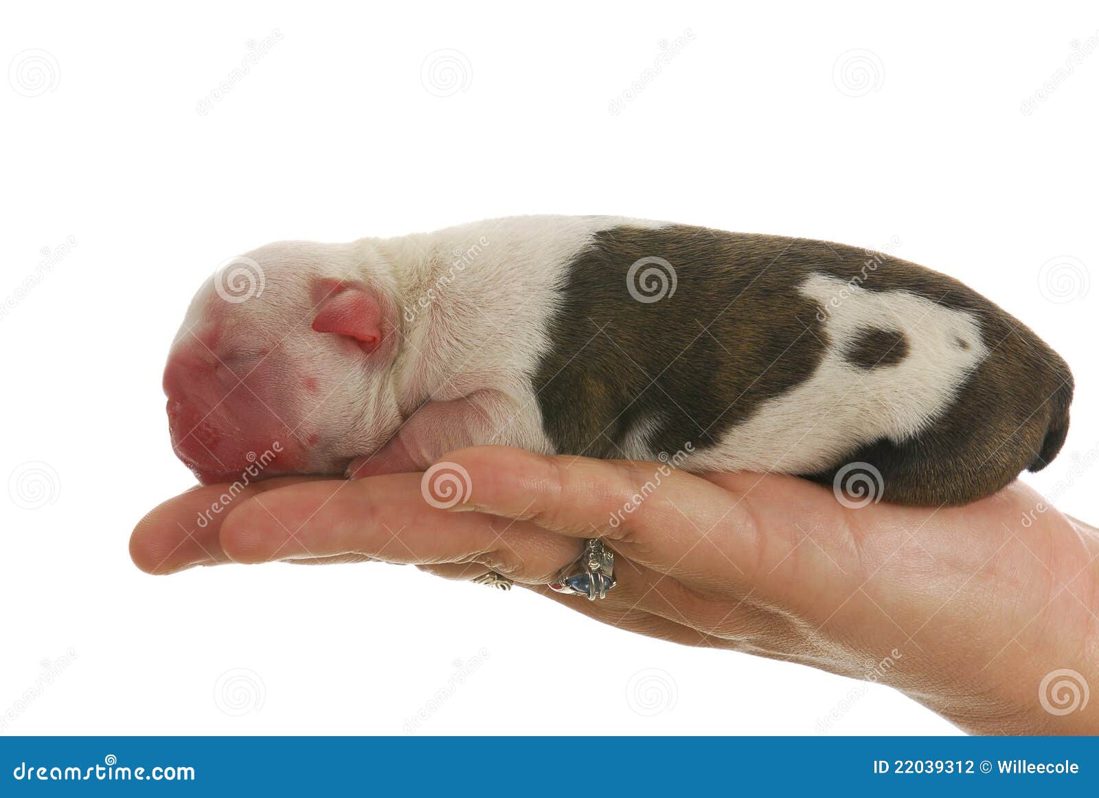 Perrito recién nacido foto de archivo. Imagen de calma - 22039312