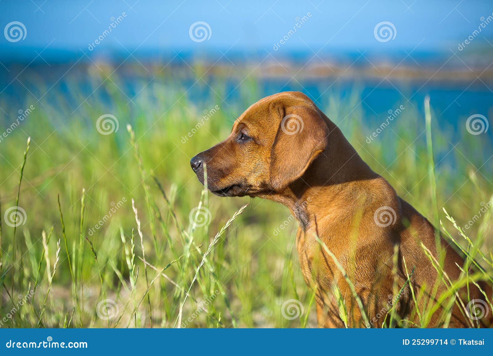 Perrito Rhodesian Lindo Del Ridgeback Foto de archivo - Imagen de ...