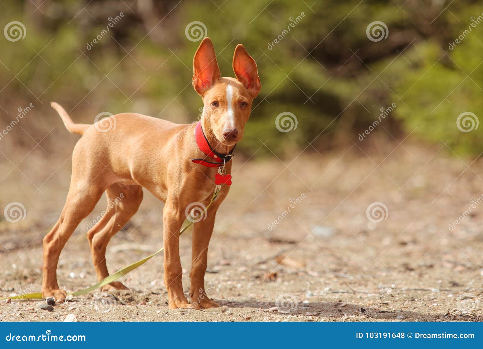 Perrito rojo lindo foto de archivo. Imagen de standing - 103191648