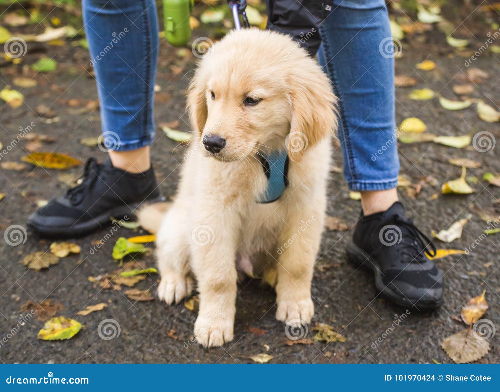 Perrito Rubio Del Perro Perdiguero Foto de archivo - Imagen de lindo ...
