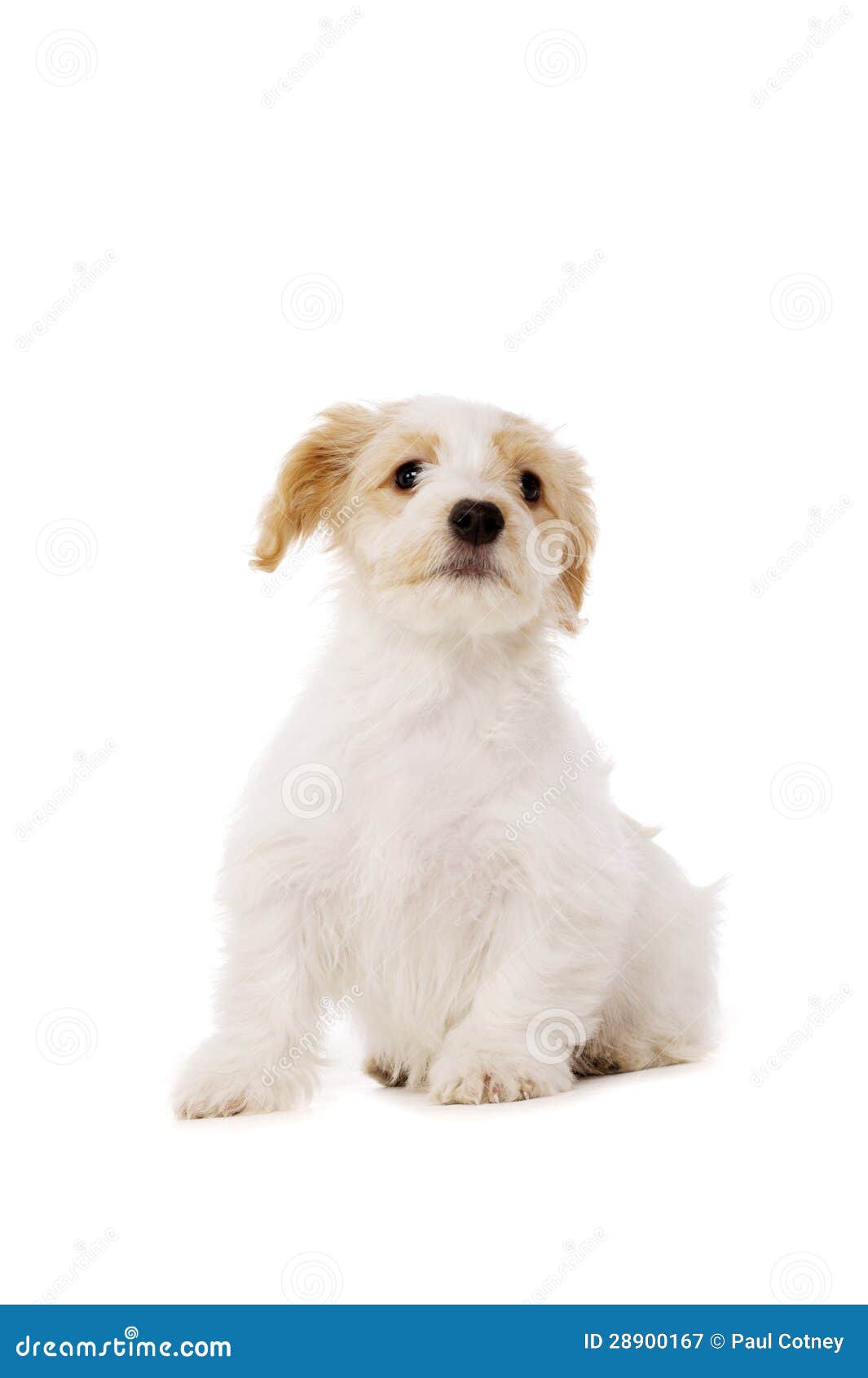 Perrito Sentado Aislado En Un Fondo Blanco Imagen de archivo - Imagen ...