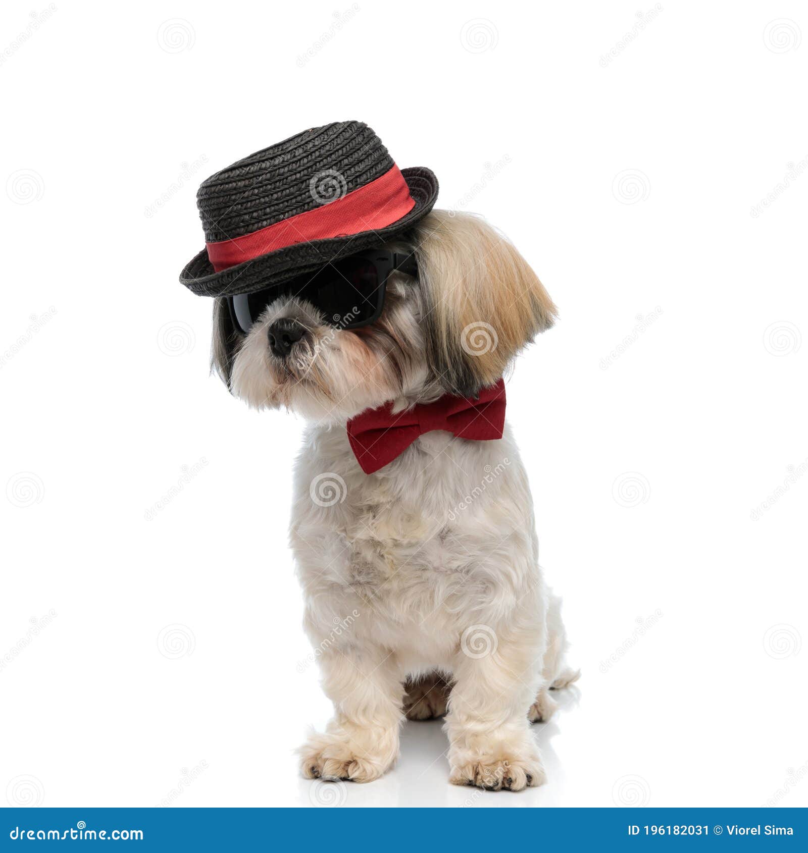 Perrito Shih Tzu Ansioso Que Lleva Lentes De Sol Y Sombrero Imagen De