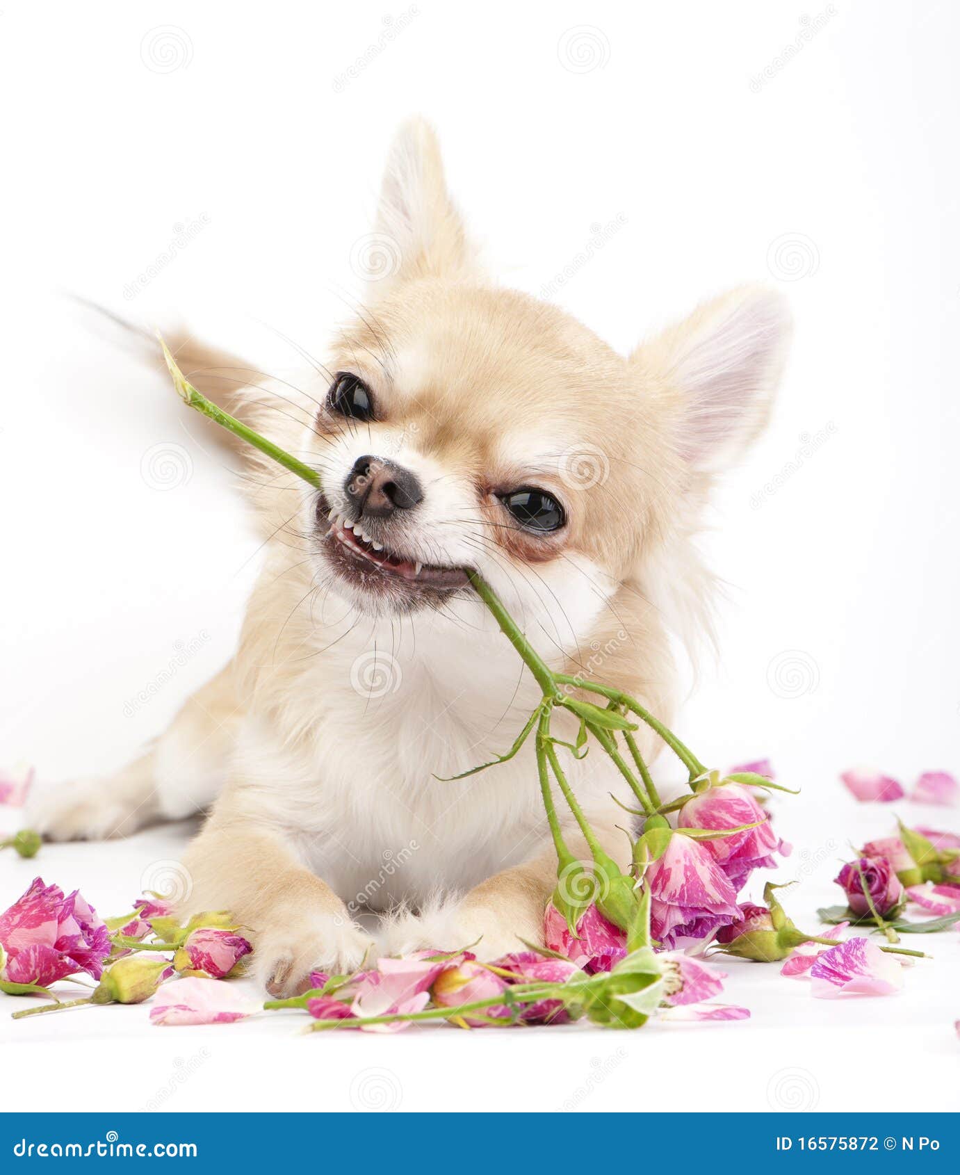 Perrito Sonriente De La Chihuahua Que Da Rosas Rosadas Foto de archivo ...