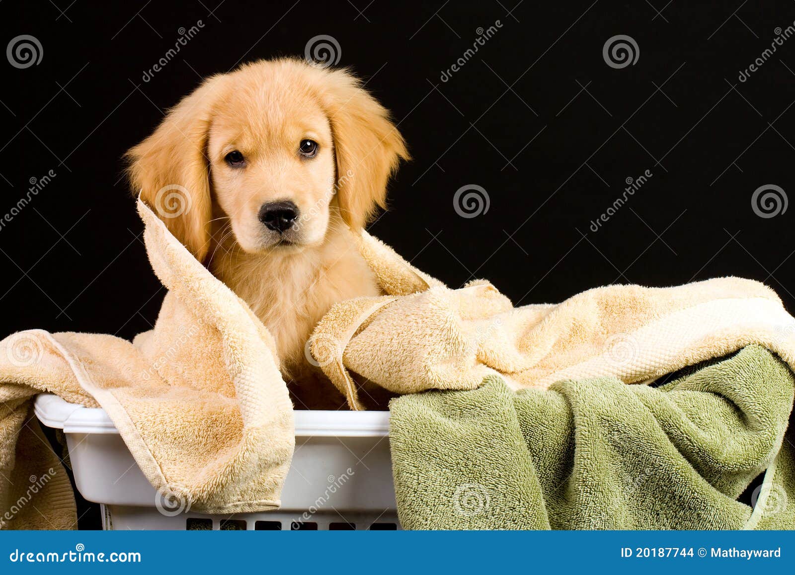 Perrito suave foto de archivo. Imagen de lindo, dulce - 20187744