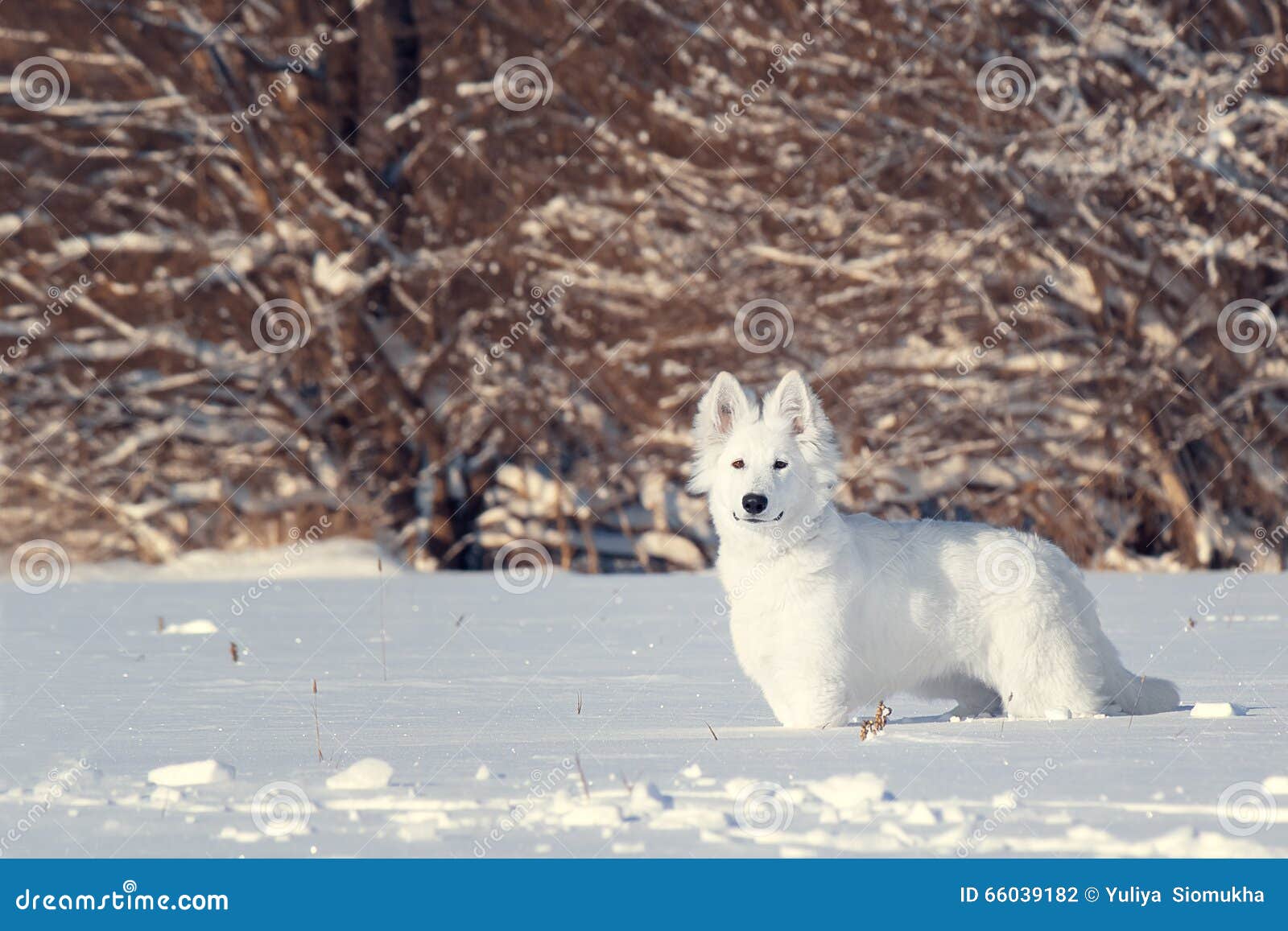 Perrito Suizo Blanco Del Pastor Foto de archivo - Imagen de suizo ...