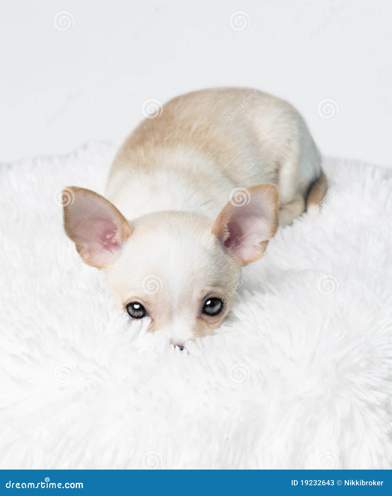 Perrito tímido imagen de archivo. Imagen de manta, ocultar - 19232643