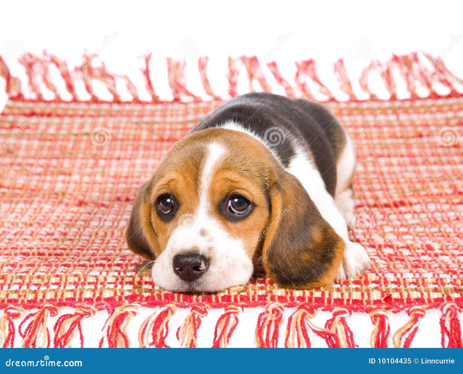 Perrito Triste Del Beagle Que Miente En La Alfombra Roja Imagen de ...
