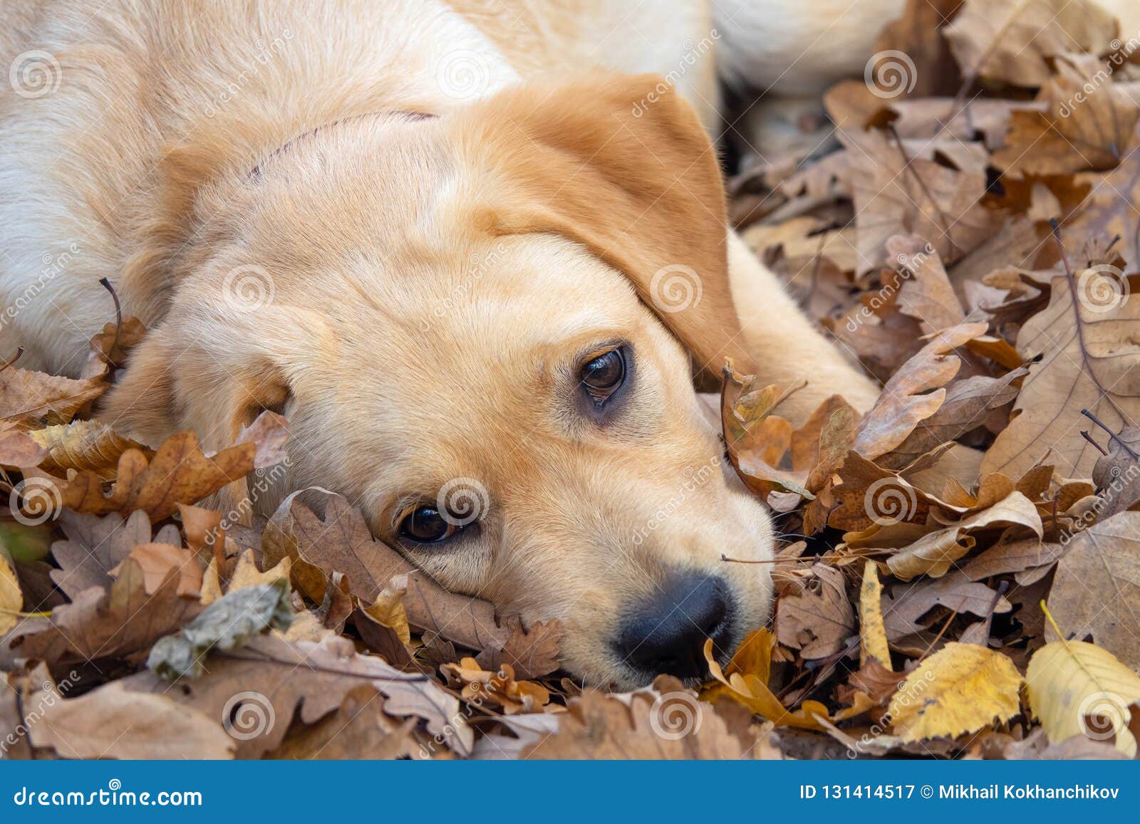 Perrito Triste Labrador Del Perro Imagen de archivo - Imagen de perdido ...