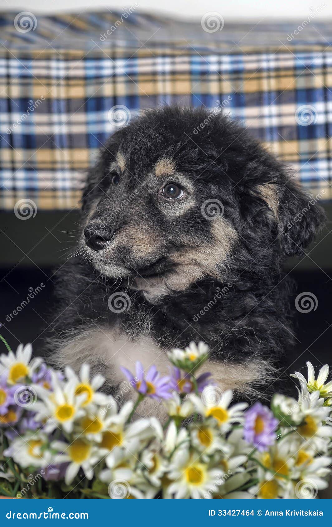 Perrito y flores foto de archivo. Imagen de encantador - 33427464