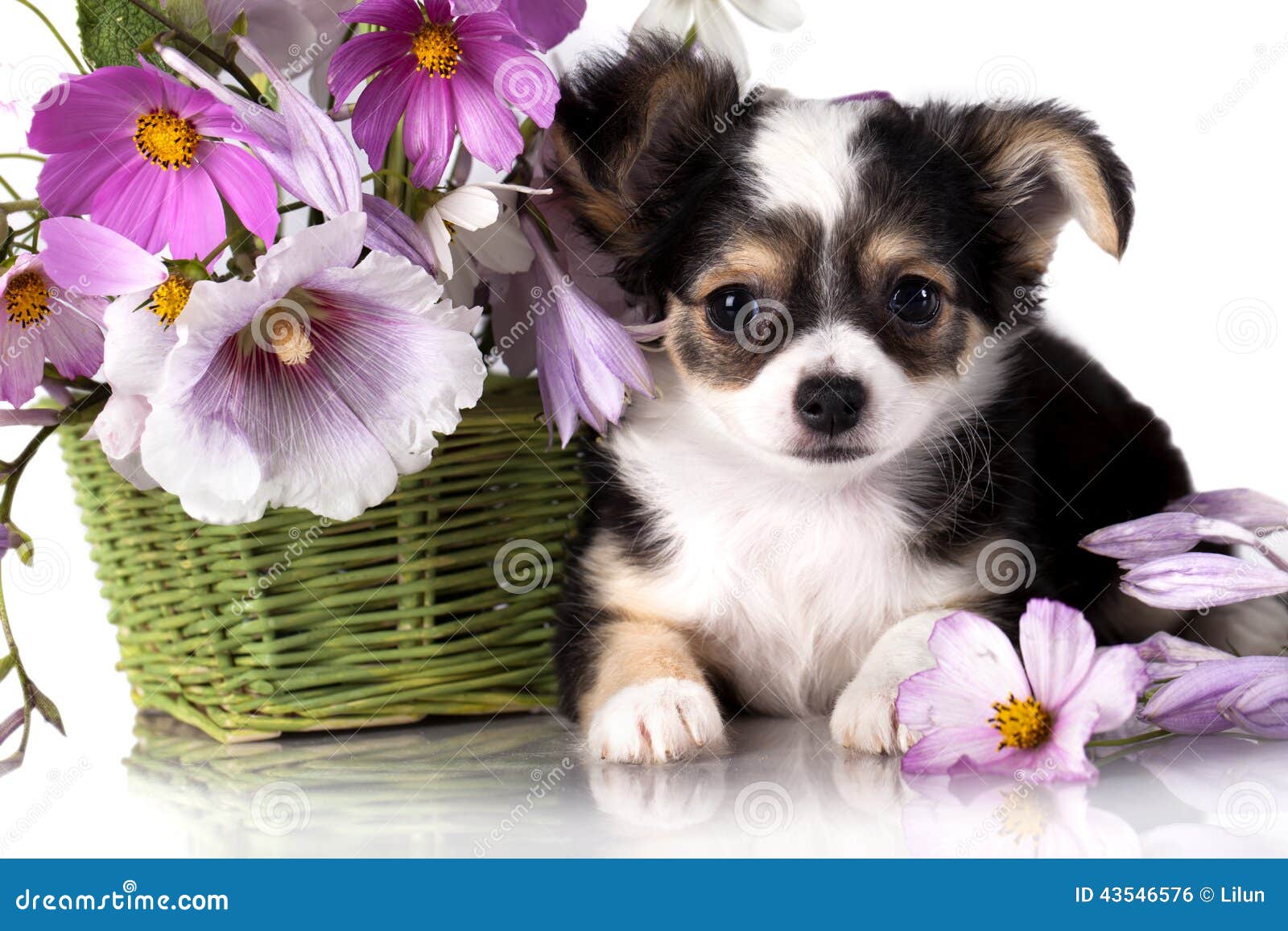 Perrito y flores foto de archivo. Imagen de mascota, nadie - 43546576