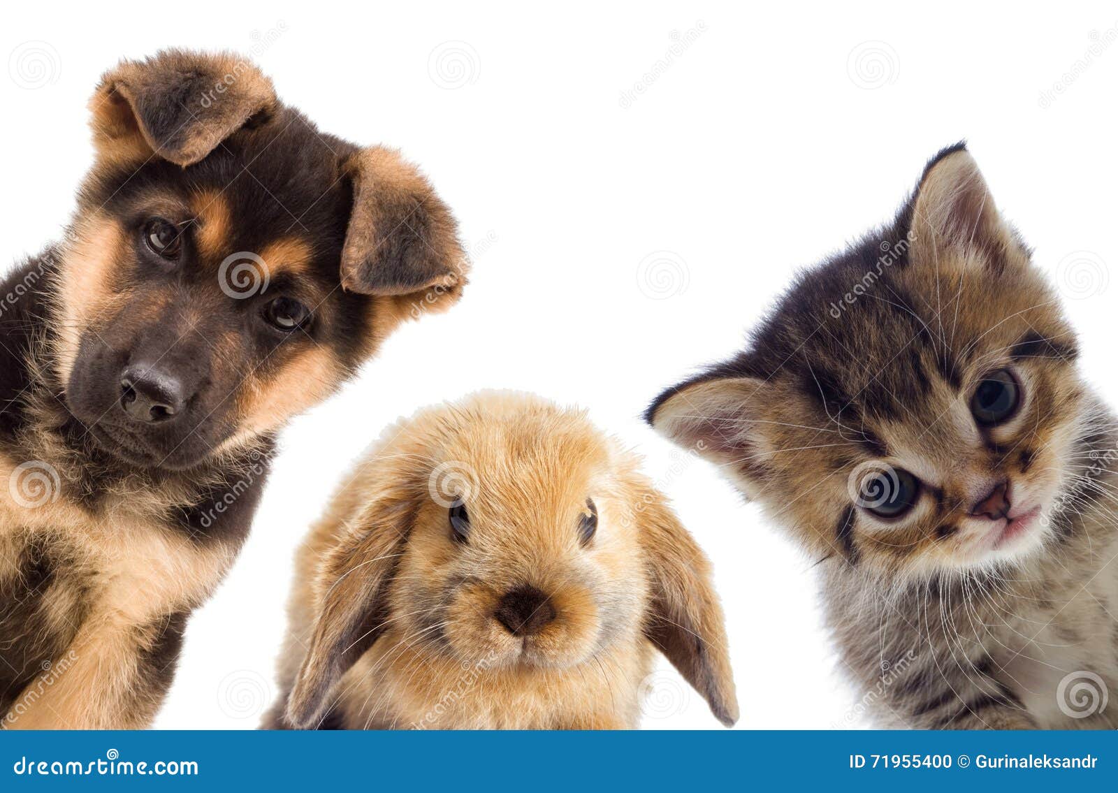 Perrito y gatito foto de archivo. Imagen de blanco, animal - 71955400