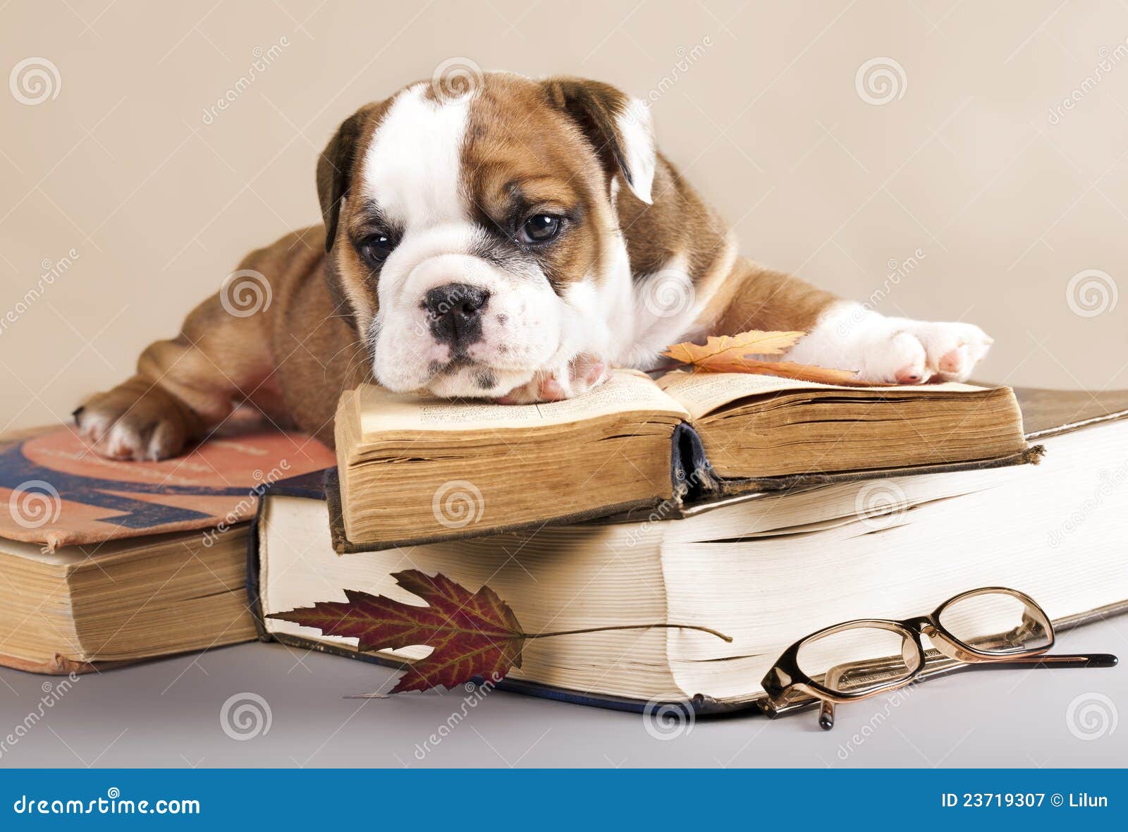 Perrito Y Libro Criados En Línea Pura Imagen de archivo - Imagen de ...