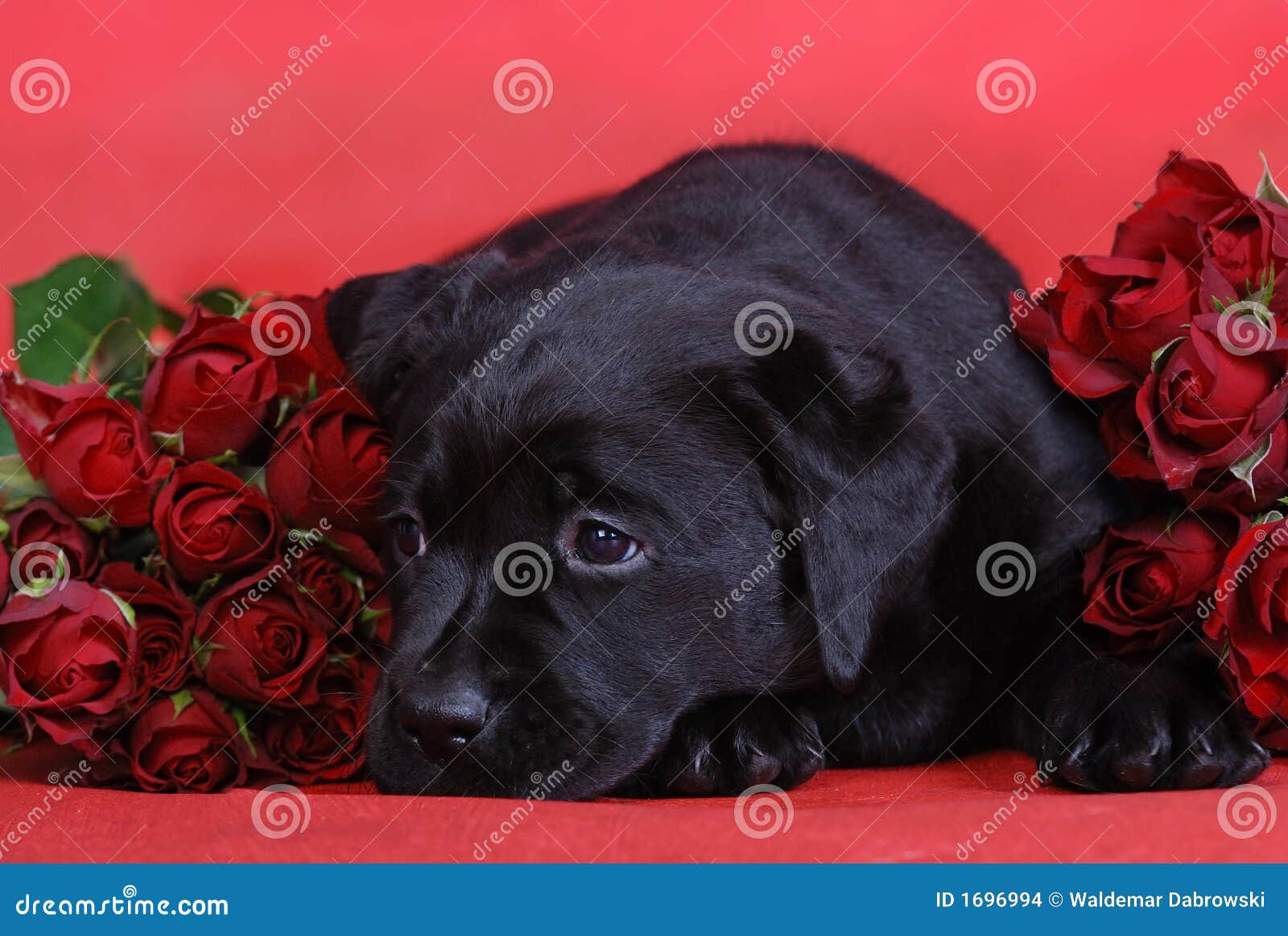 Perrito y rosas foto de archivo. Imagen de emoción, belleza - 1696994