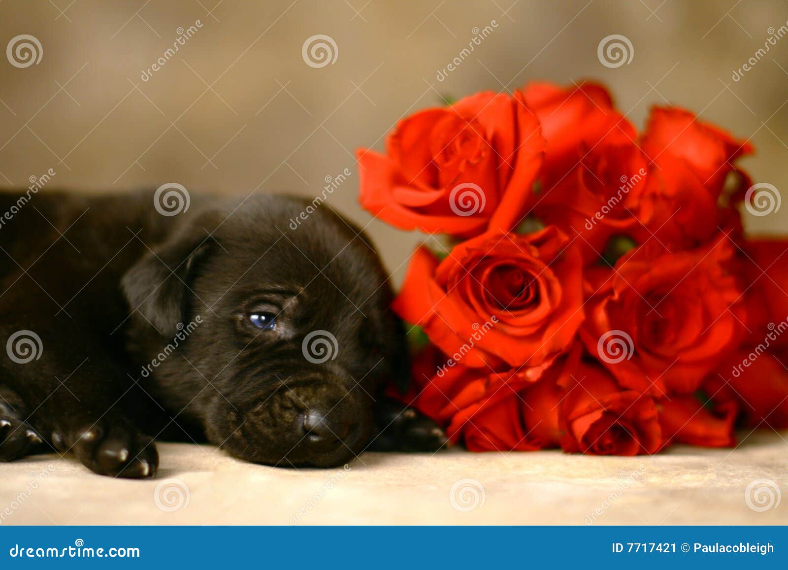 Perrito y rosas rojas imagen de archivo. Imagen de canino - 7717421