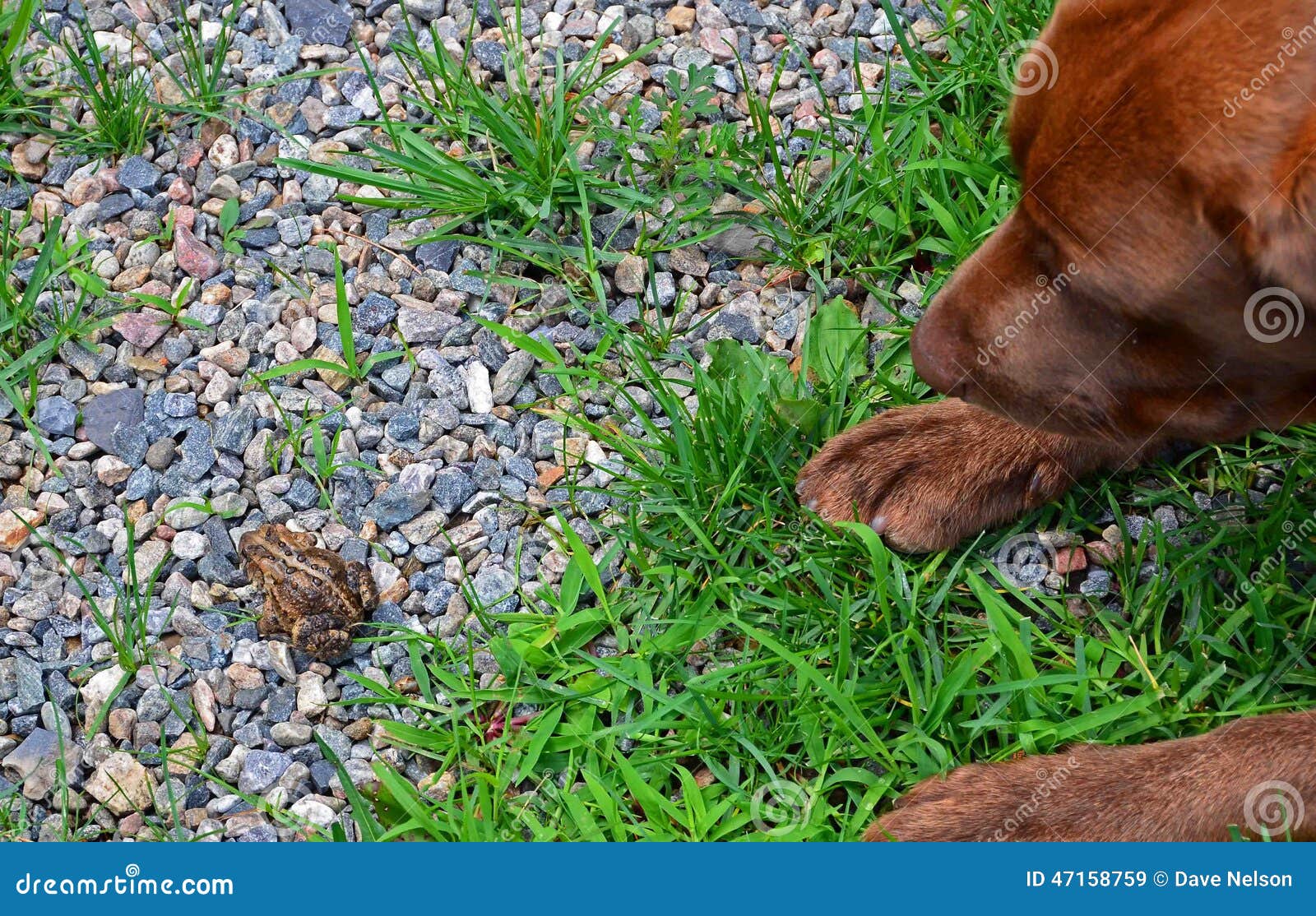 Perrito y sapo 1 imagen de archivo. Imagen de perro, sapo - 47158759