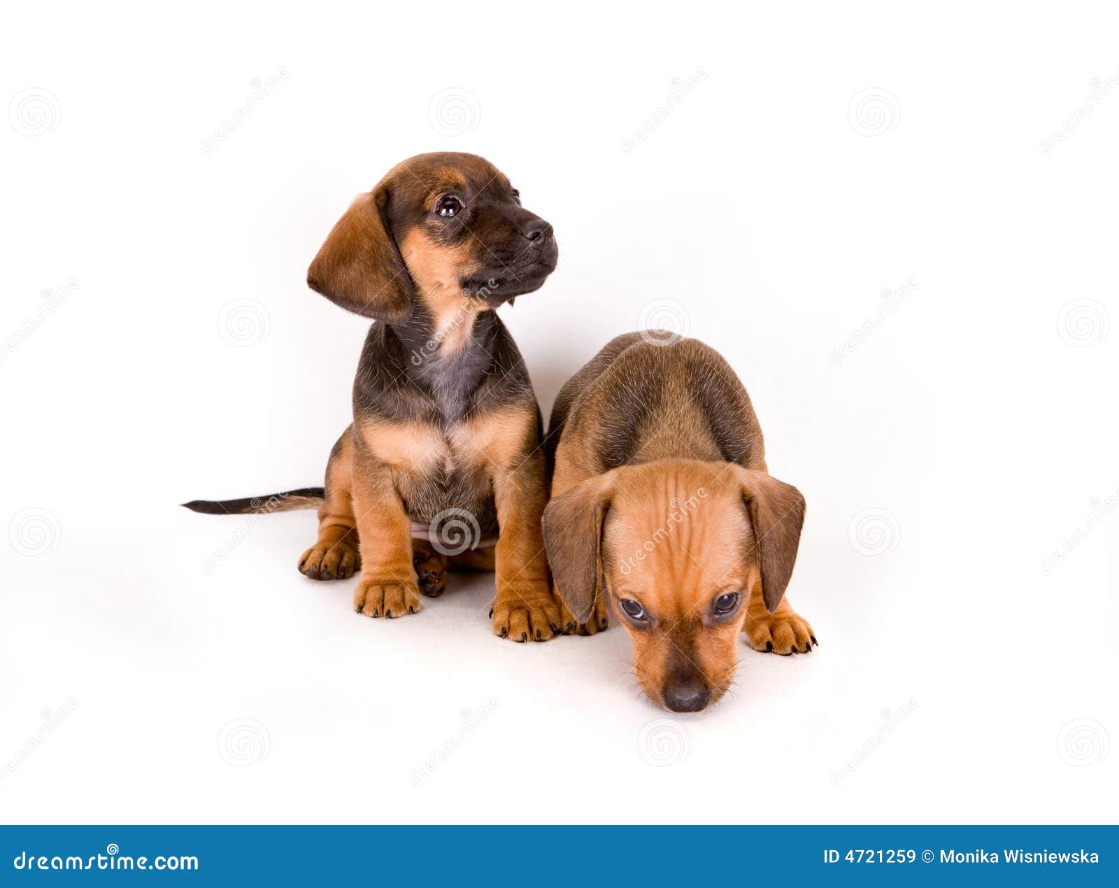 Perritos adorables imagen de archivo. Imagen de perezoso - 4721259