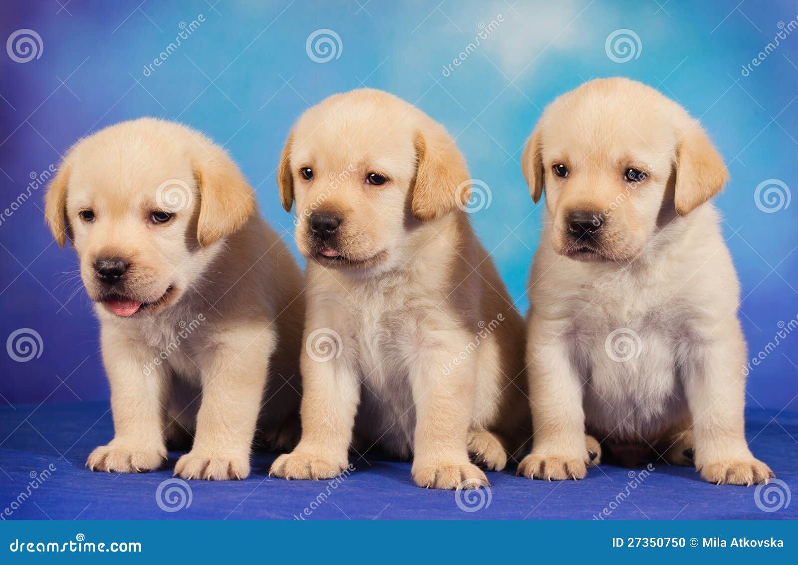 Perritos Amarillos Del Perro Perdiguero De Labrador Foto de archivo ...