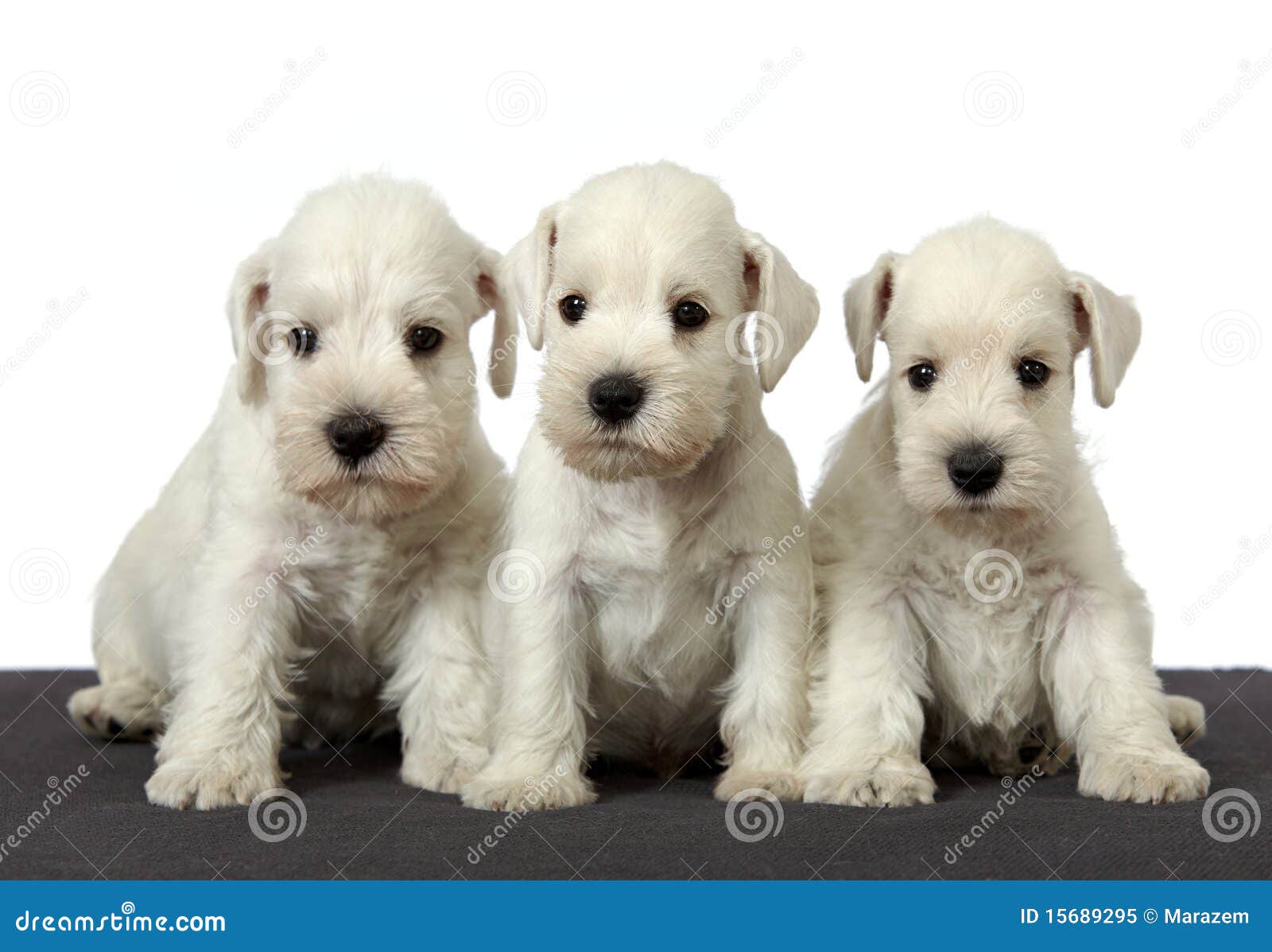 Perritos blancos imagen de archivo. Imagen de perezoso - 15689295