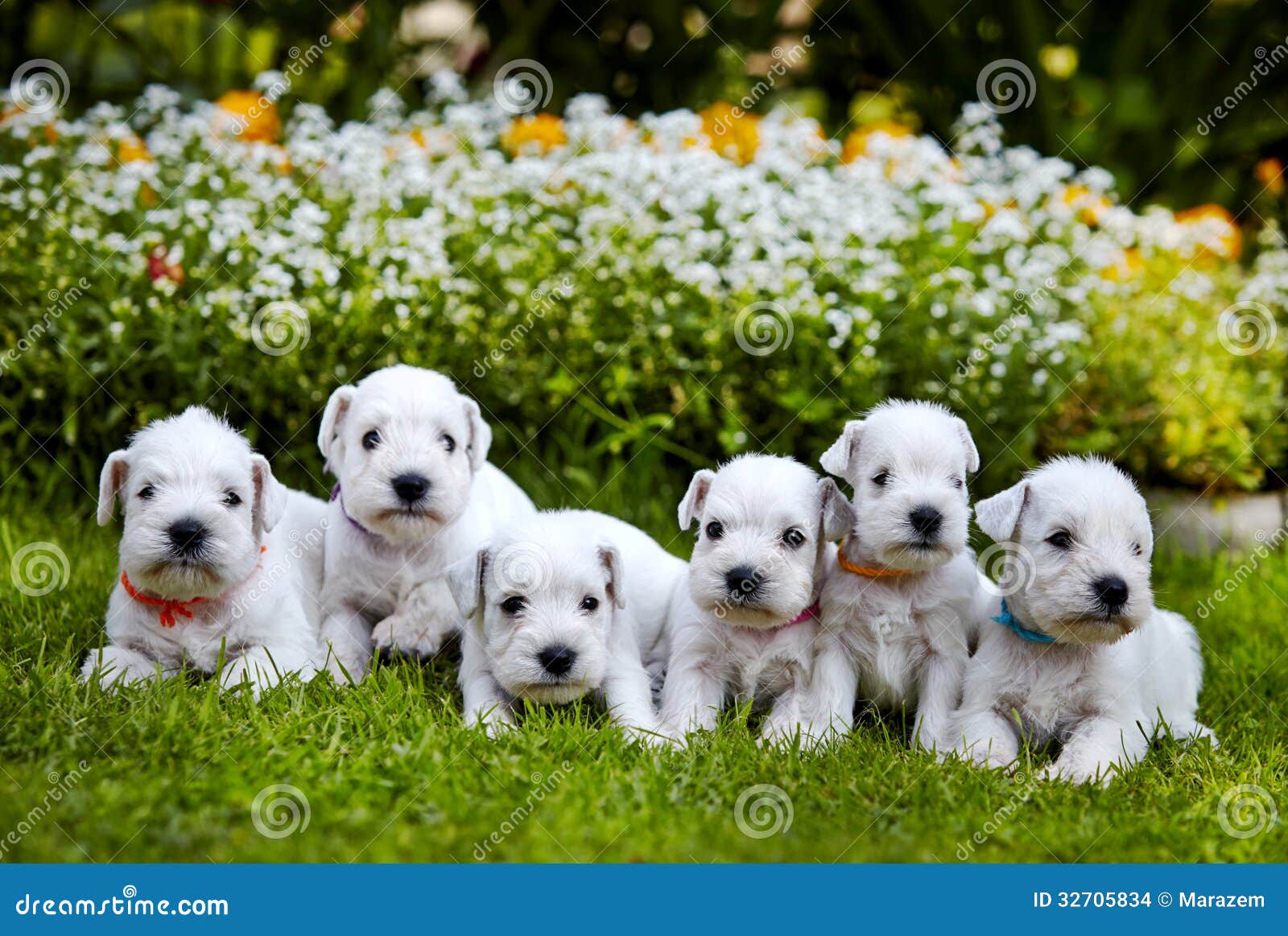 Perritos Blancos Del Schnauzer Foto de archivo - Imagen de atractivo ...