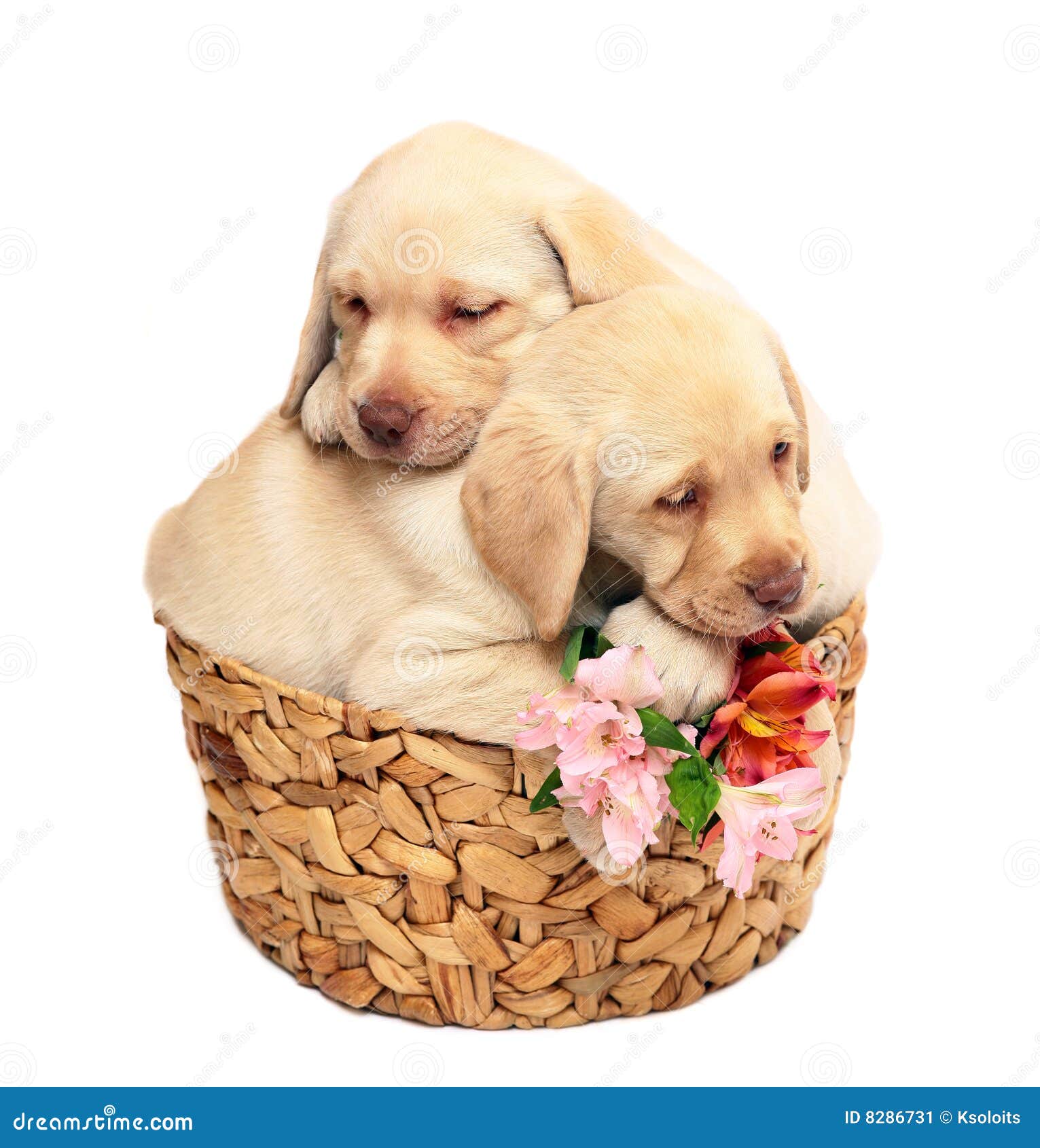 Perritos Con Flores En Una Cesta. Imagen Imagen: 8286731