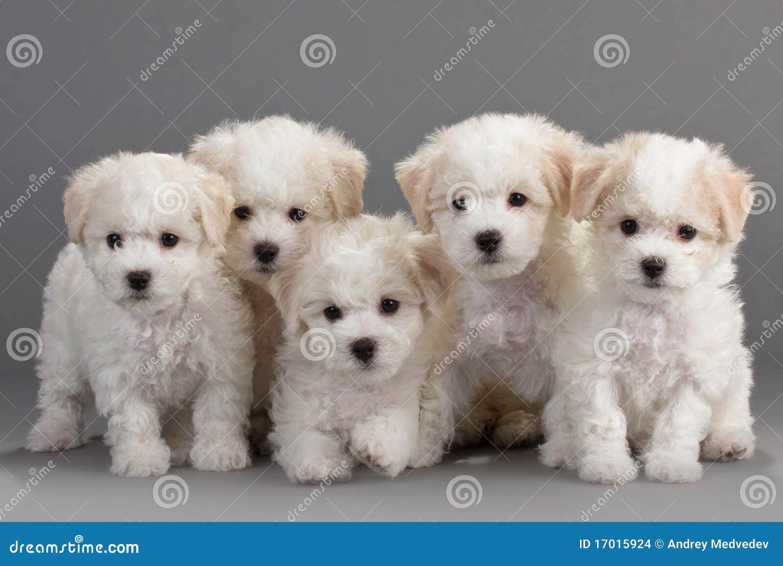 Perritos de Bichon Frise foto de archivo. Imagen de mascota - 17015924