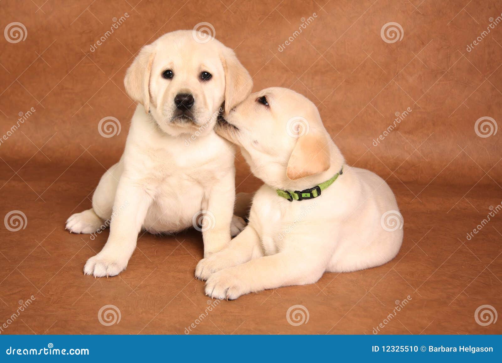 Perritos de Labrador foto de archivo. Imagen de mascota - 12325510