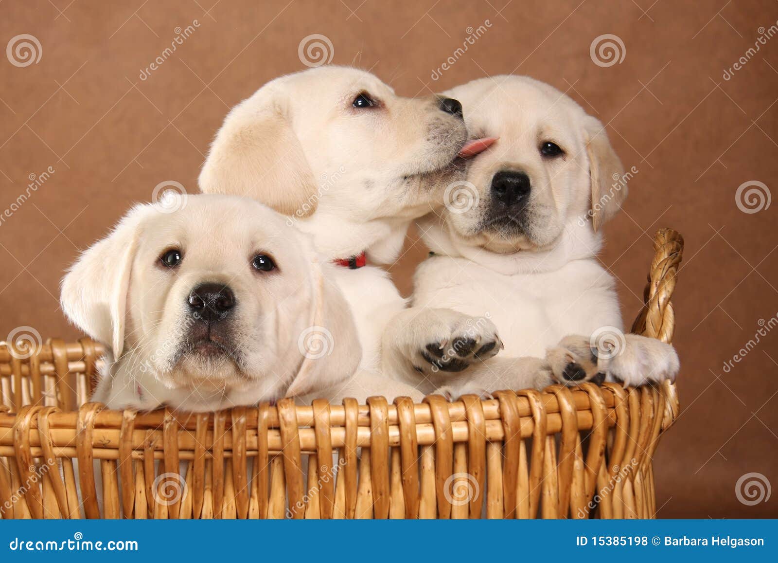 Perritos de Labrador. foto de archivo. Imagen de labrador - 15385198