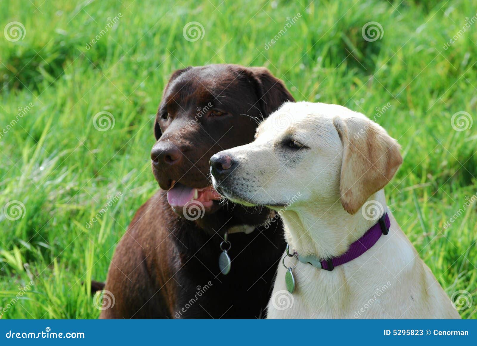 Perritos de Labrador imagen de archivo. Imagen de dorado - 5295823