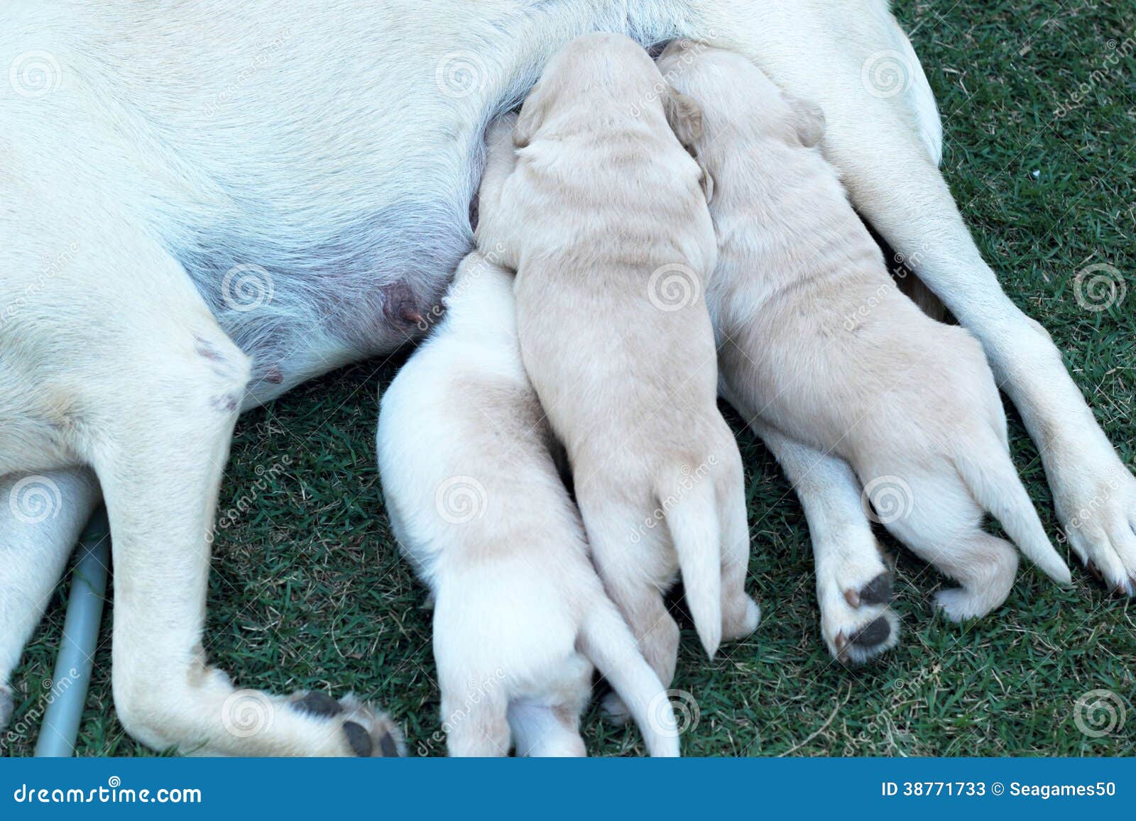 Perritos De Labrador Que Chupan La Leche De Perro Imagen de archivo ...