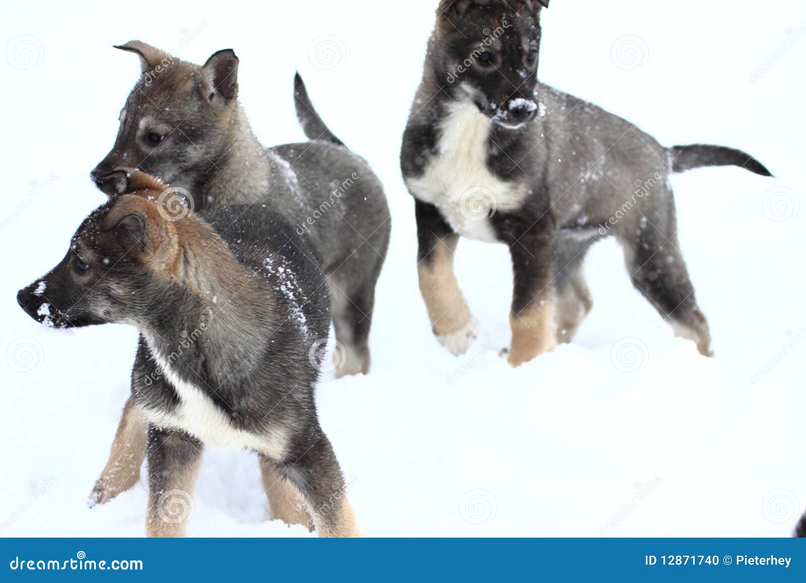 Perritos de lobo foto de archivo. Imagen de perros, cubo - 12871740