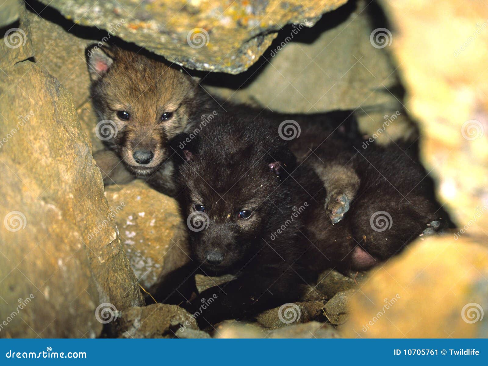Perritos De Lobo Gris En Guarida Imagen de archivo - Imagen de lobos ...