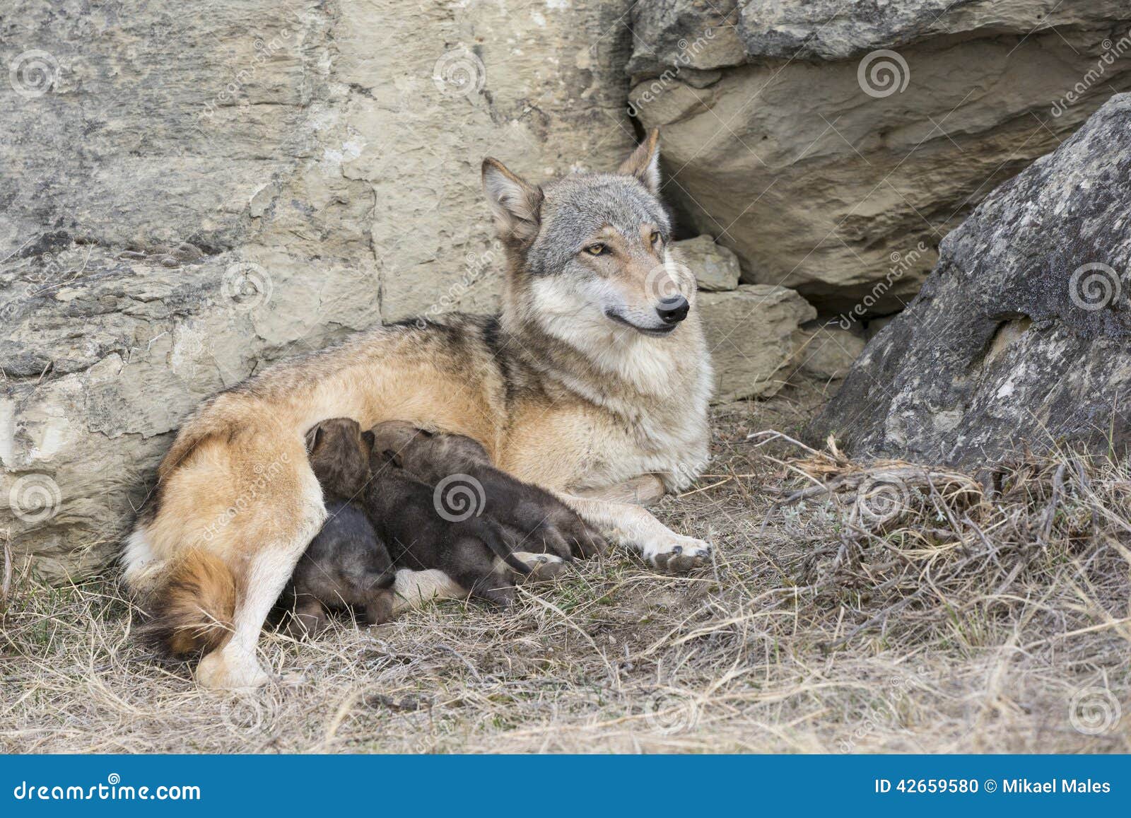 Perritos De Lobo Que Alimentan En Madre Foto de archivo - Imagen de ...