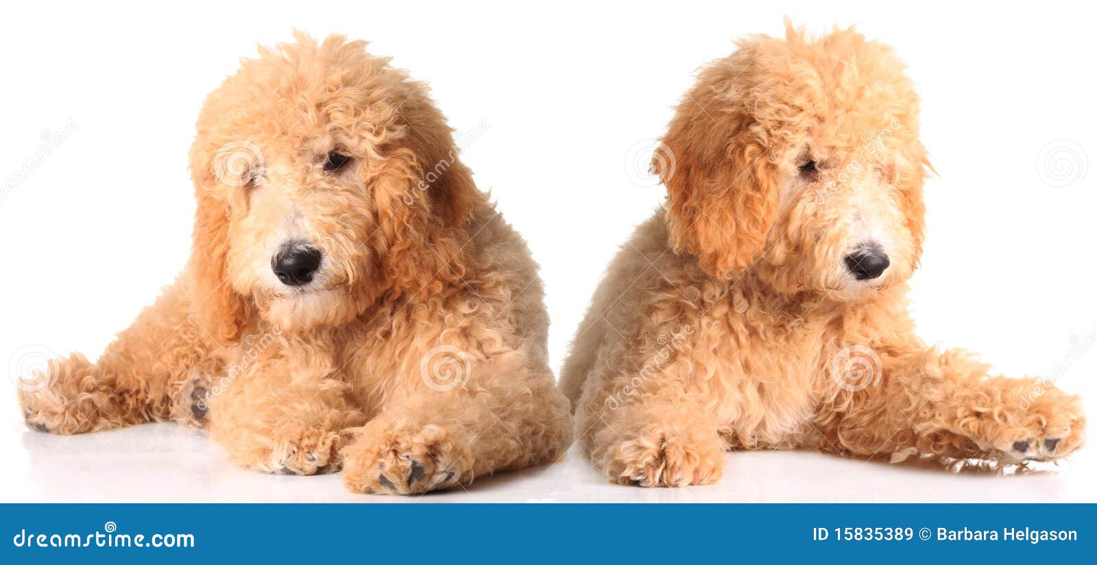 Perritos de oro del doodle imagen de archivo. Imagen de poco - 15835389