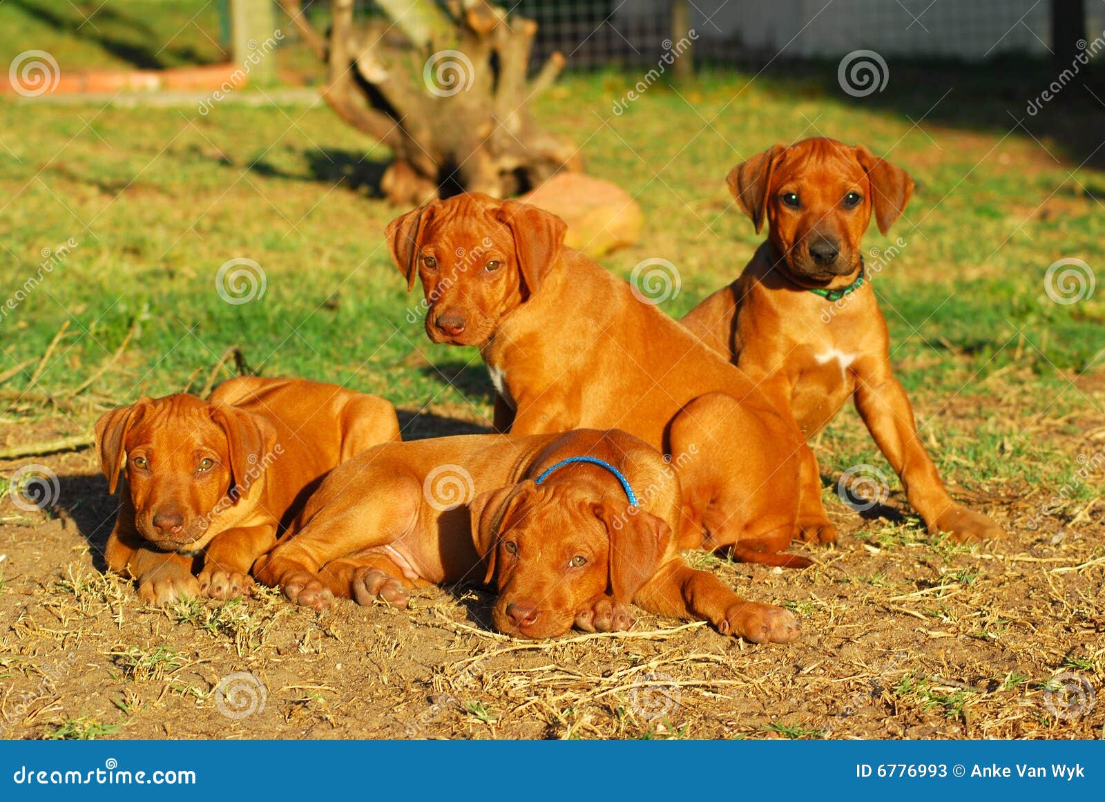 Perritos De Rhodesian Ridgeback Imagen de archivo - Imagen de alarma ...