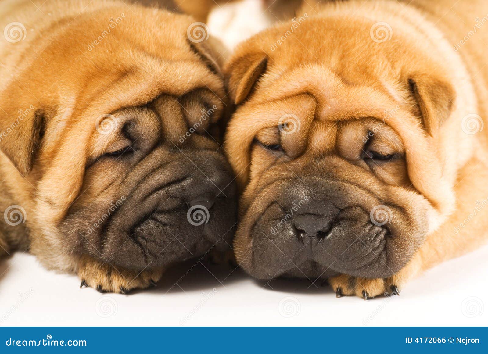 Perritos de Sharpei foto de archivo. Imagen de cierre - 4172066