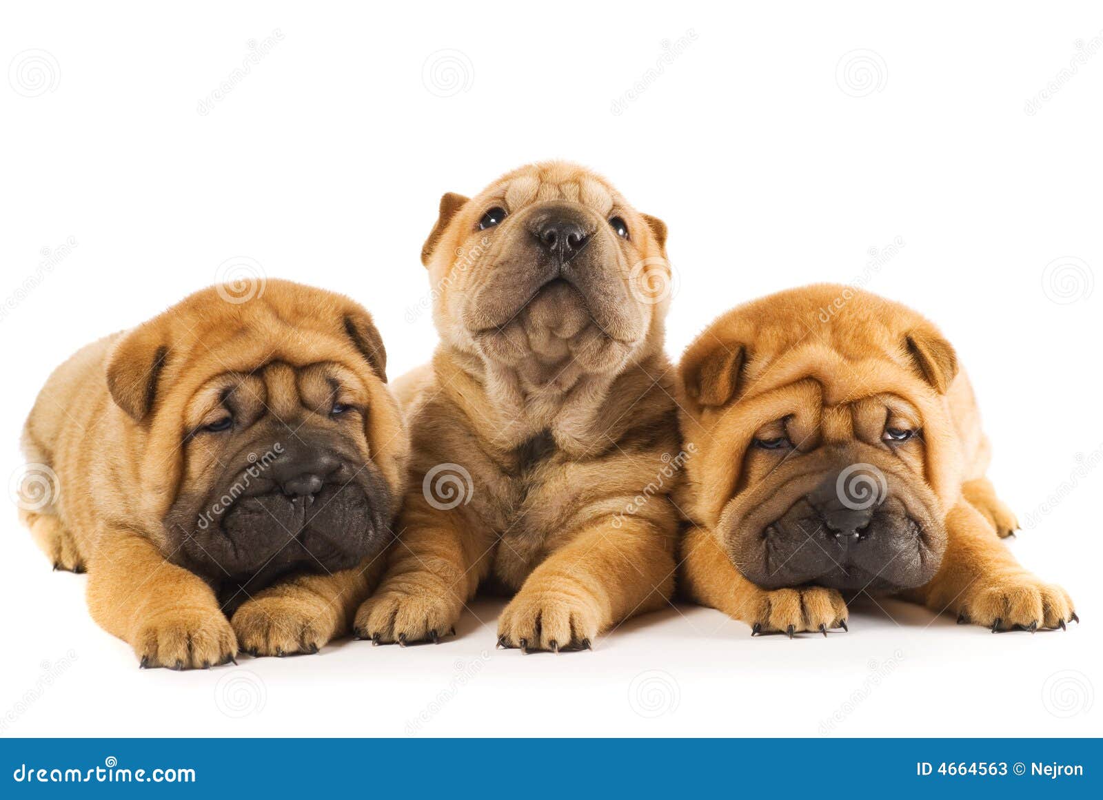 Perritos de Sharpei imagen de archivo. Imagen de amigo - 4664563