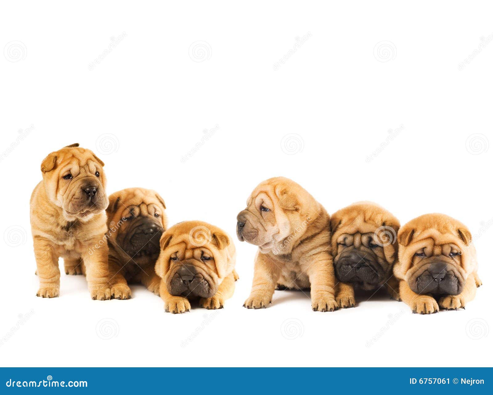 Perritos de Sharpei imagen de archivo. Imagen de durmiendo - 6757061