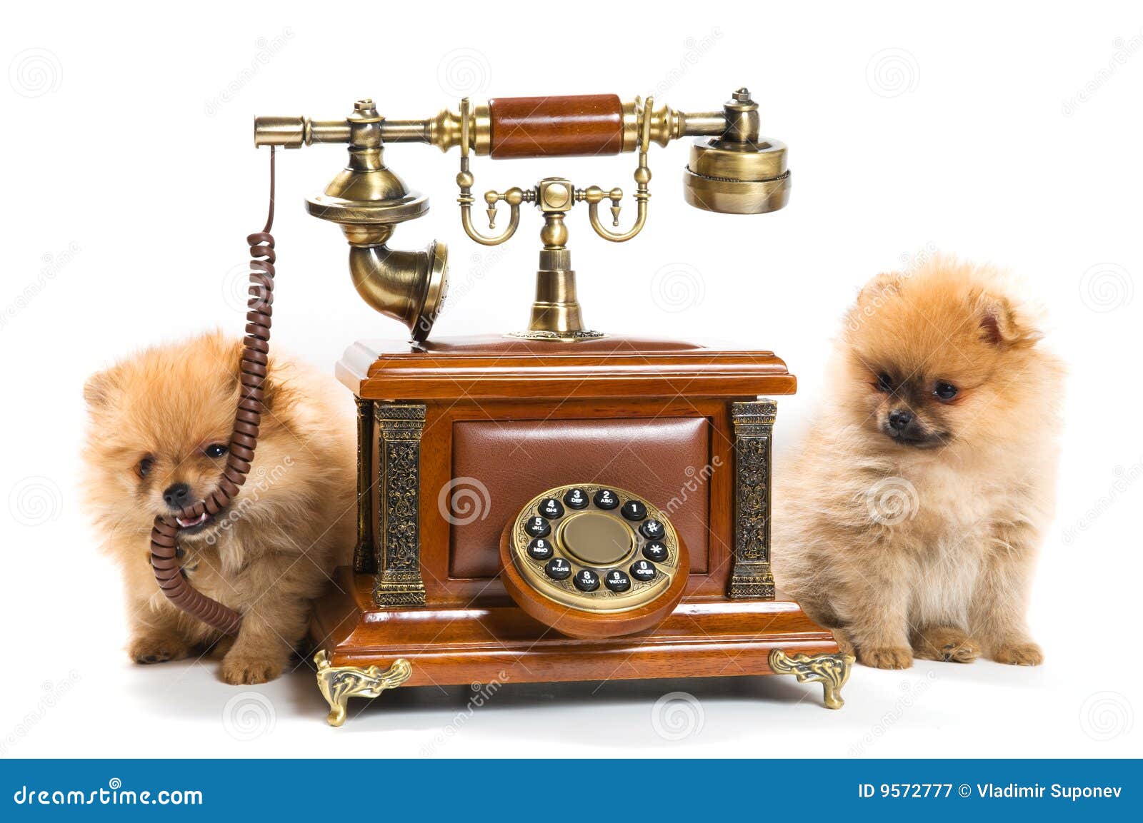 Perritos De Un Perro De Pomerania-perro Con El Teléfono Imagen de ...